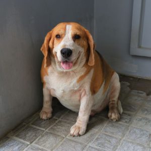 How Much Should a Beagle Eat - A Beagle Diet Guide