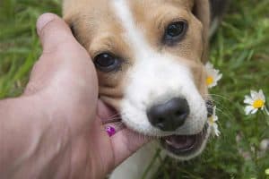 Beagle Biting | Why Do Beagles Nip, Bite and Chew
