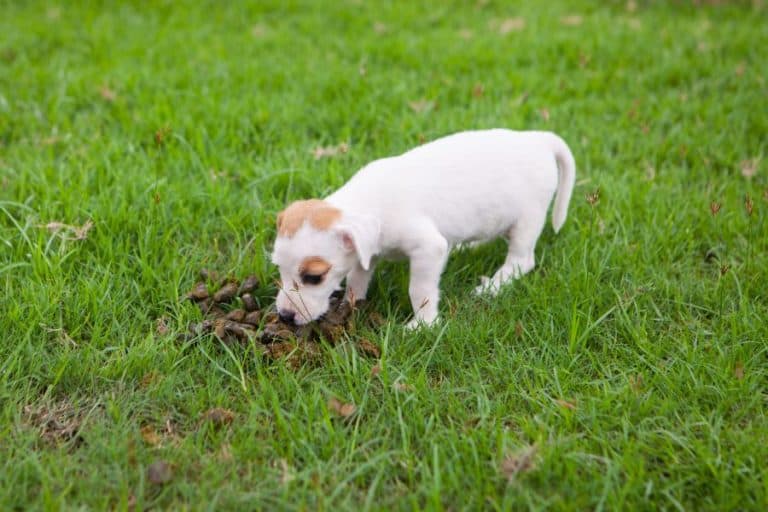 Why Do Beagles Eat Poop? And How to Stop It