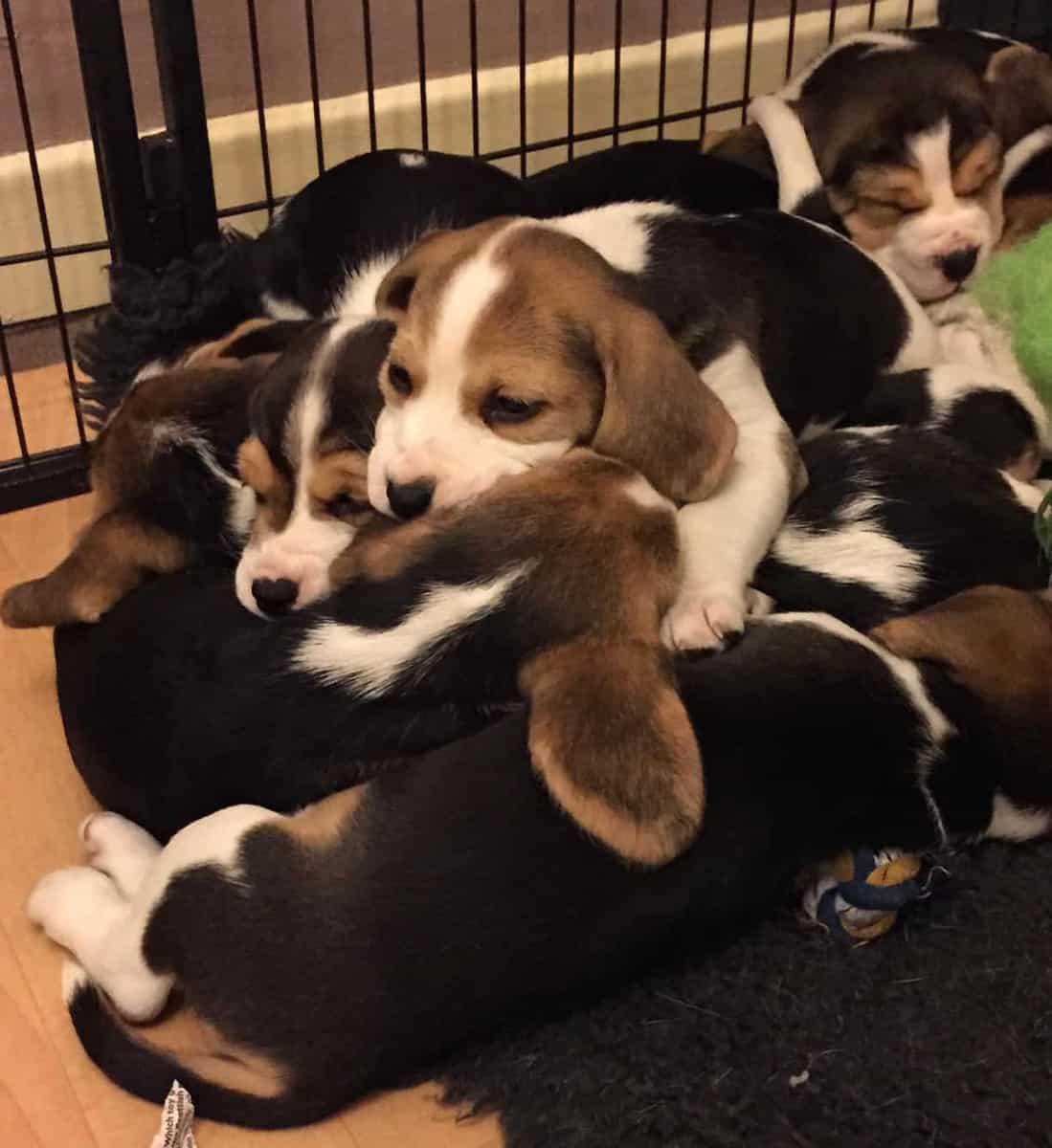 Bringing a Beagle Puppy Home: A Complete 11 Step Guide - My Beagle Buddy