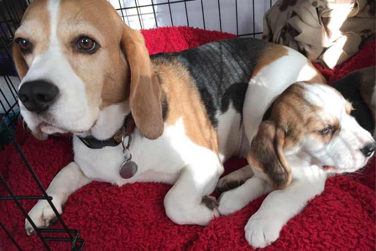 Beagle Pug Mix - Temperament and Characteristics