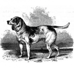 Beagle Origins – History, Characteristics, and Uses