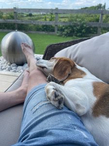 All About The Beagle Rottweiler Mix (Reagle)