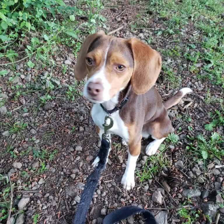 Pocket Beagle Dog Breed Information and Pictures