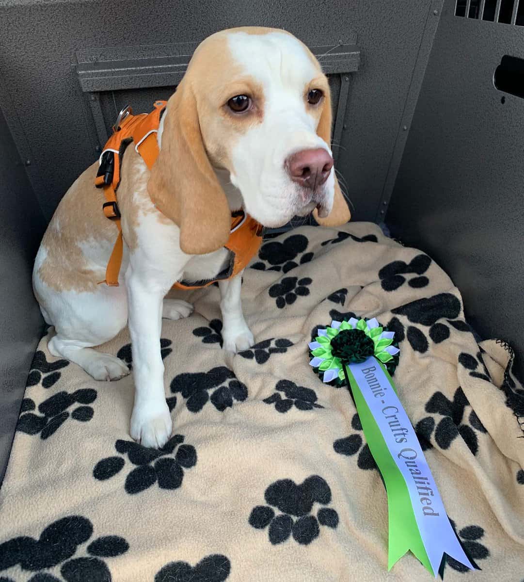 Lemon Beagle: The Charming Colour Variation of Beagle Dogs