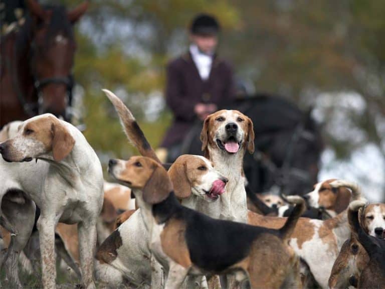 Are beagles hunting dogs?