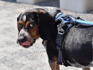 The Blue Tick Beagle - Pictures, Facts & Information