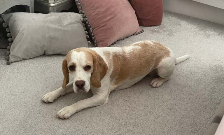 Rare Beagle Colors: Unlocking the Beauty Beyond Convention