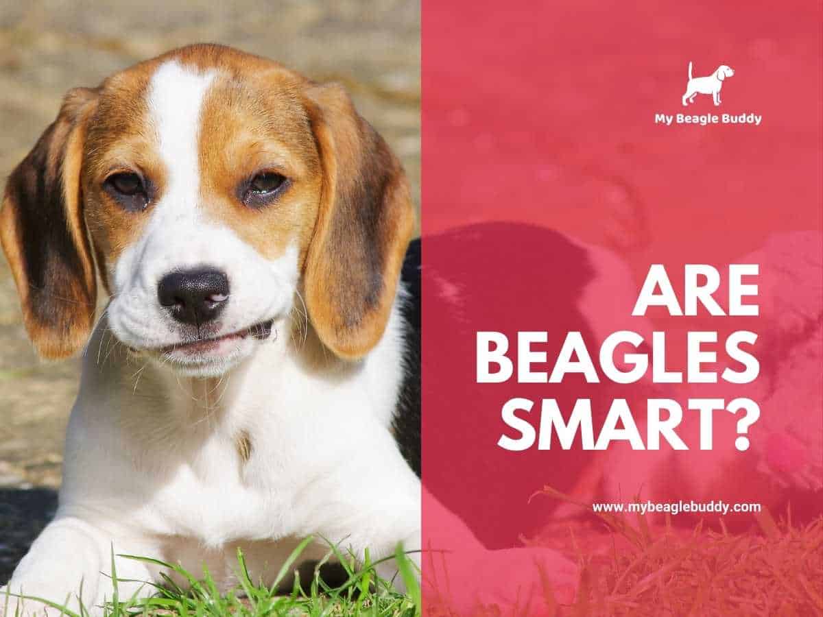 Are Beagles Smart? More Than You Think They Are!
