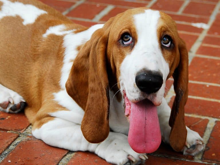 10 Breeds of Dogs That Look Like Beagles