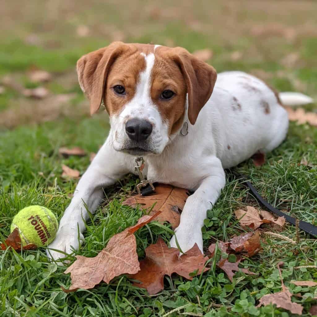 Beagle Pitbull Puppy