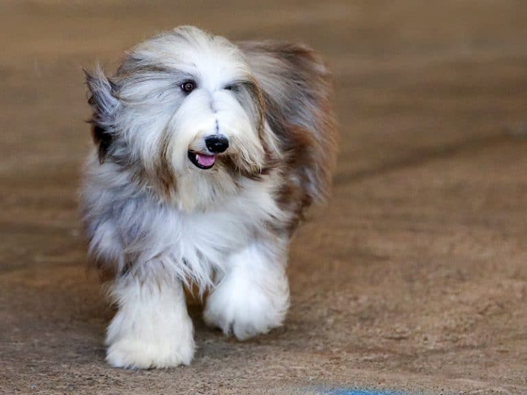10 Breeds of Dogs That Look Like Beagles