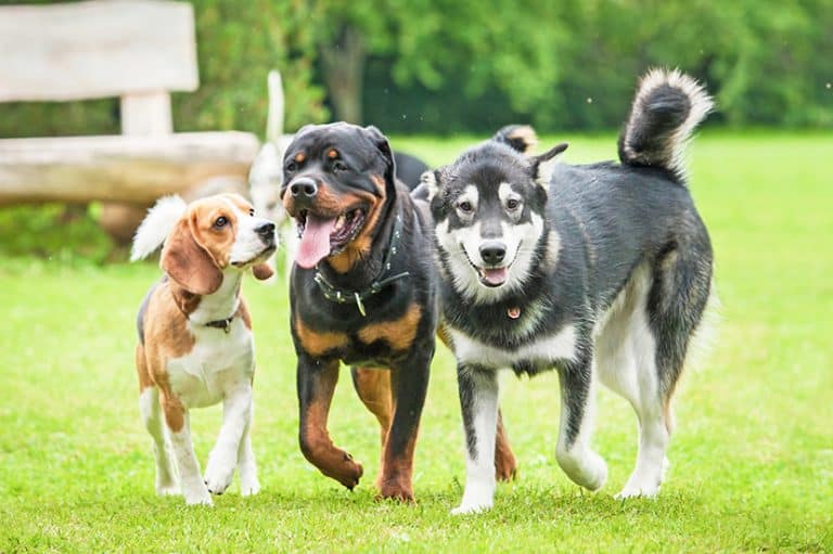 Beagle Husky Mix: Everything You Need to Know