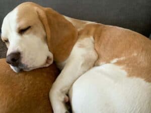 Beagle Colors and Markings – My Beagle Buddy