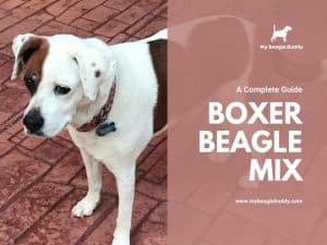 Boxer Beagle Mix - Meet the Boggle
