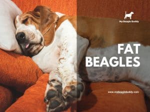 Fat Beagles - How Can I Help My Overweight Beagle?