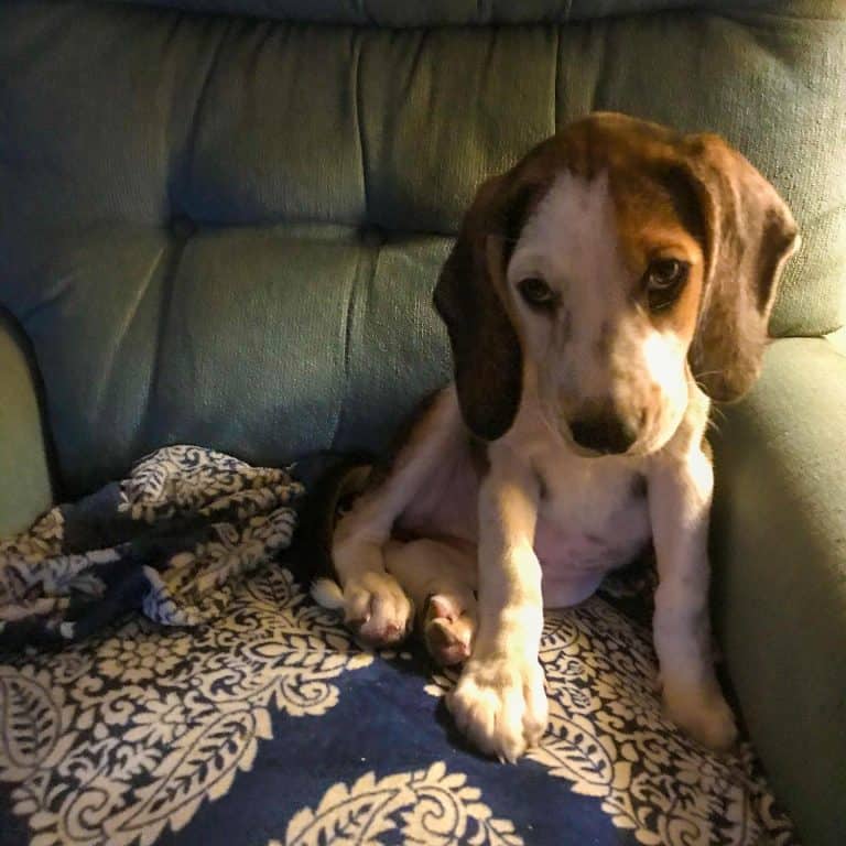 Incredible Facts About The Beagle Bloodhound Mix