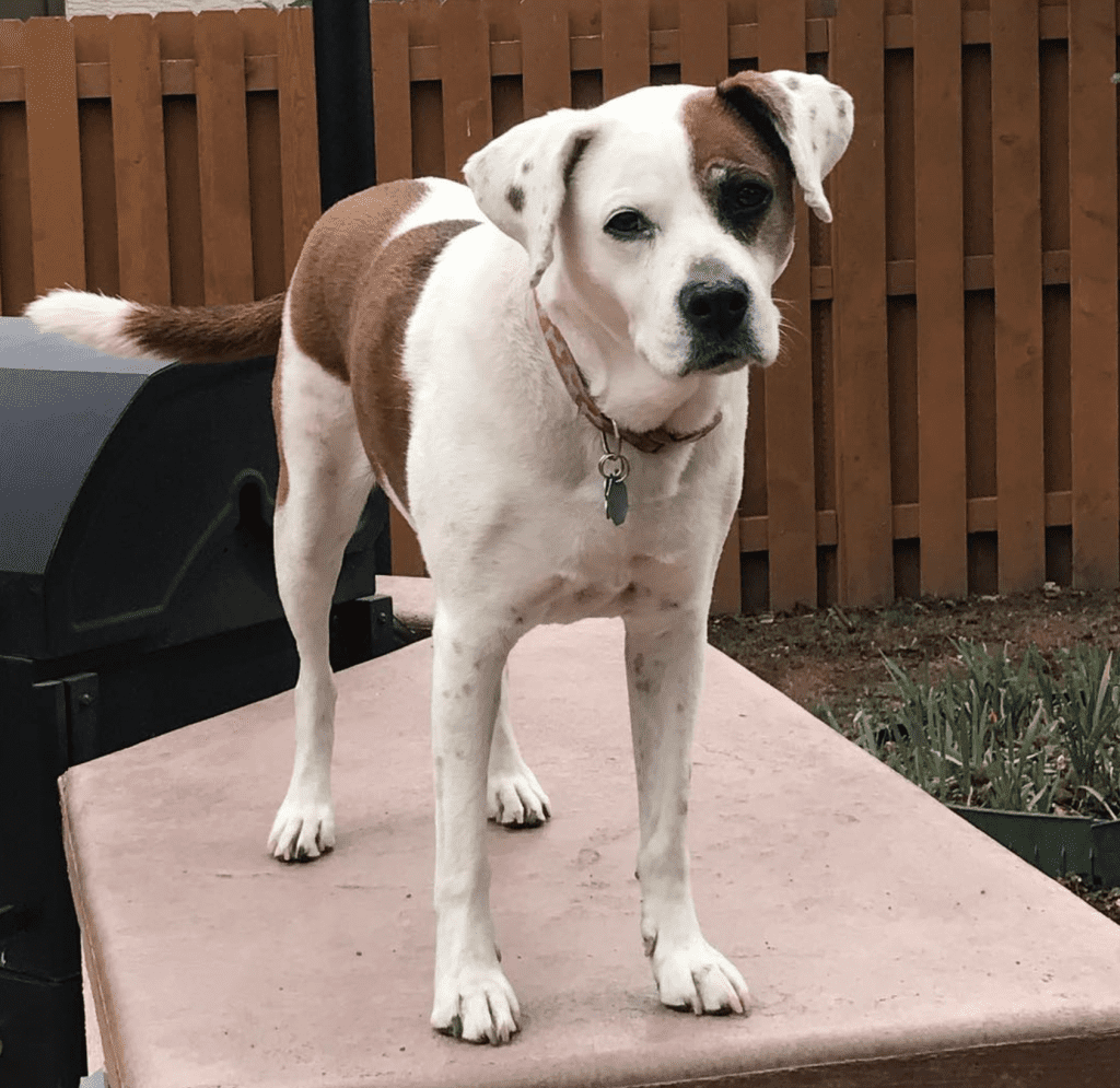 White Boxer Beagle Mix
