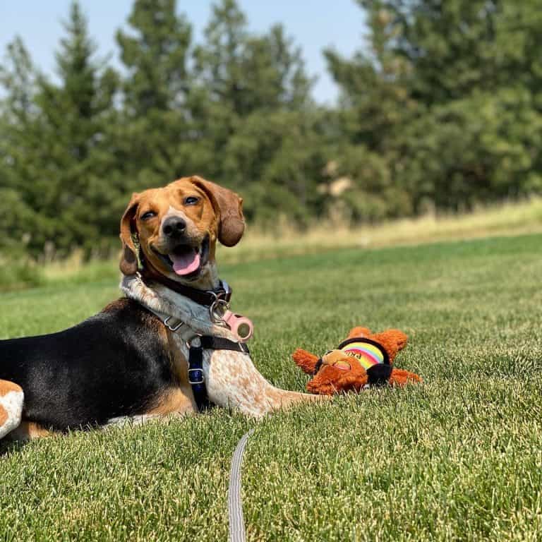 Beagle Foxhound Mix - Do they make god family dogs?