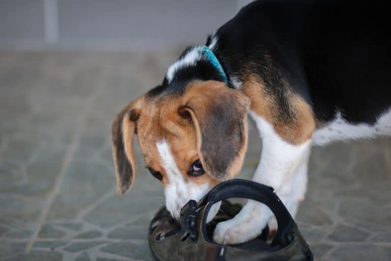 How to Stop a Beagle Biting: 7 Tips and Strategies