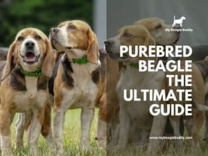 How To Identify A Purebred Beagle: The Ultimate Guide