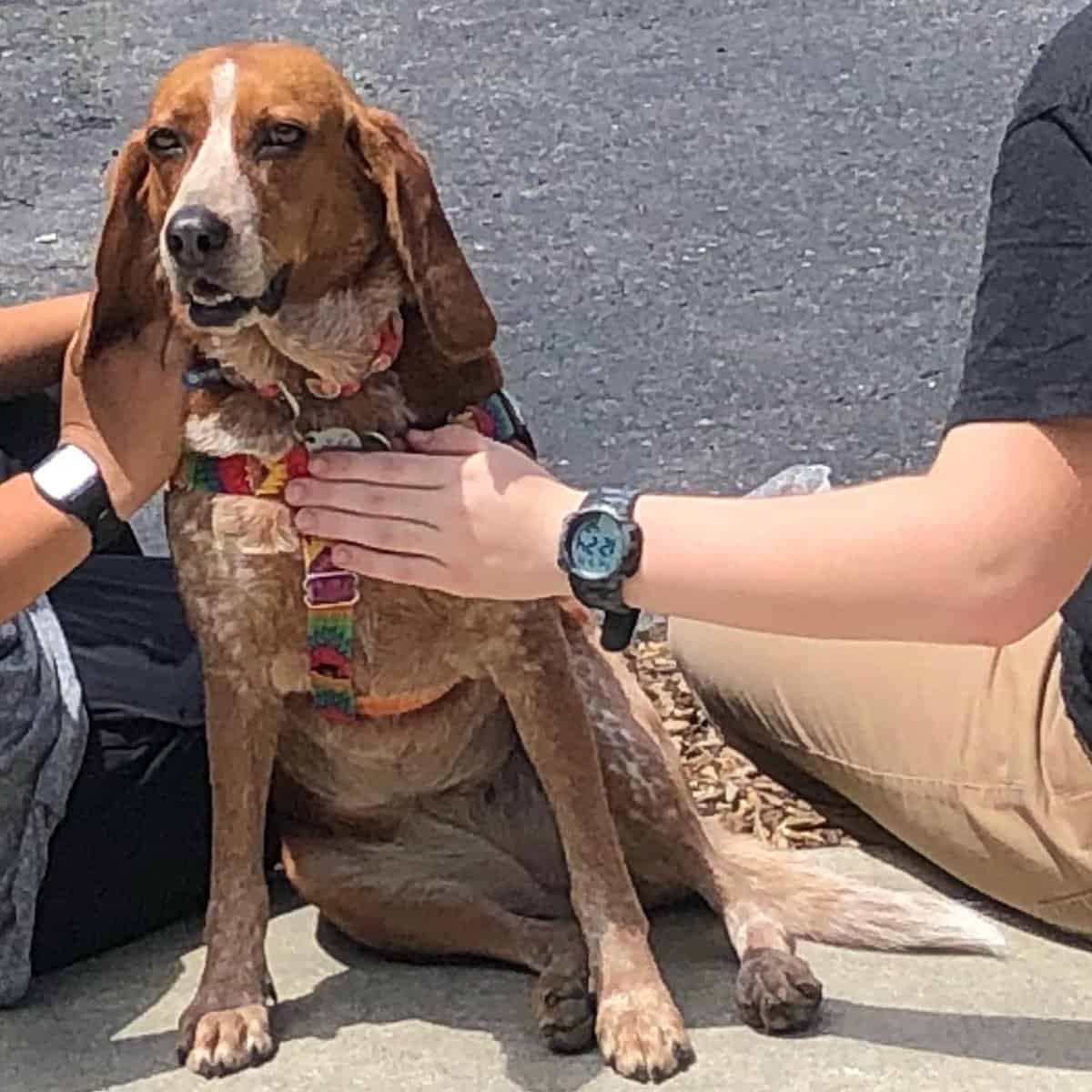 25 Rare Beagle Colors: Unique Combinations & Markings