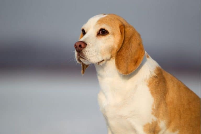 Tan And White Beagle - A Unique Kind of Hound