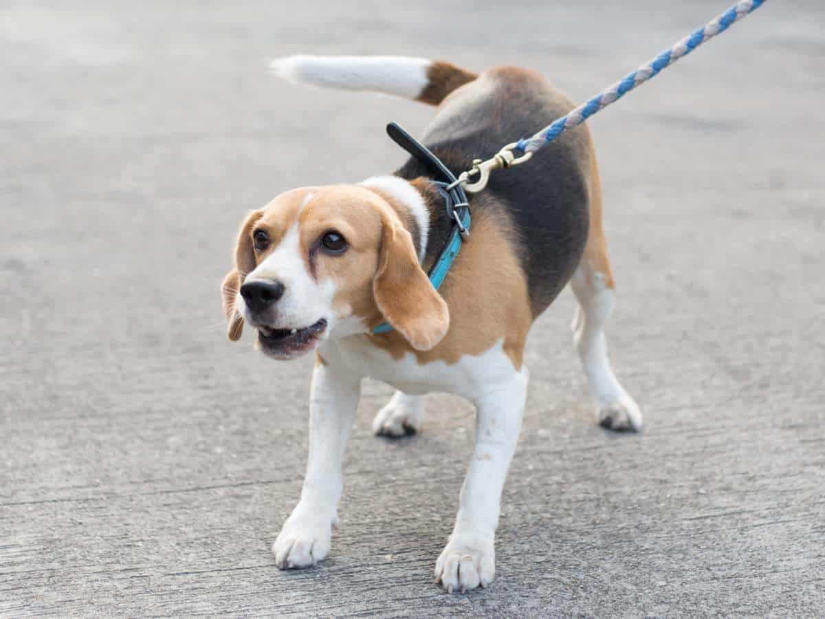 Are Beagle Good Guard Dogs
