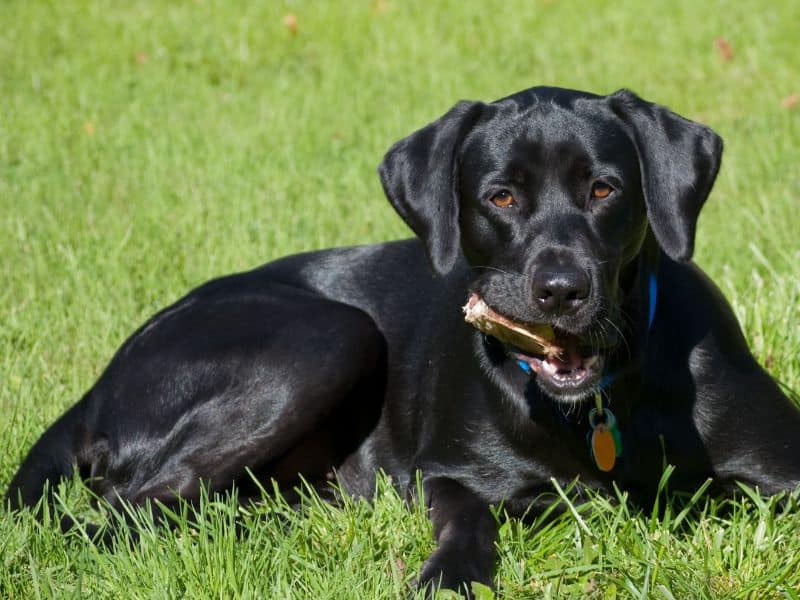 My Beagle Buddy – A resource of information and tips we have picked up ...