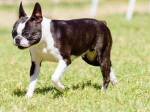 Boston Terrier Beagle Mix: Breed Information and Pictures