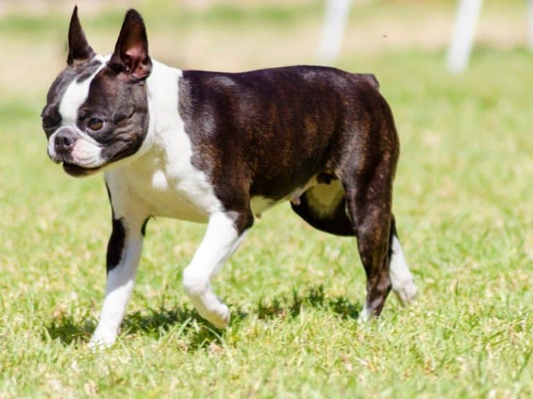 Boston Terrier Beagle Mix: Breed Information and Pictures