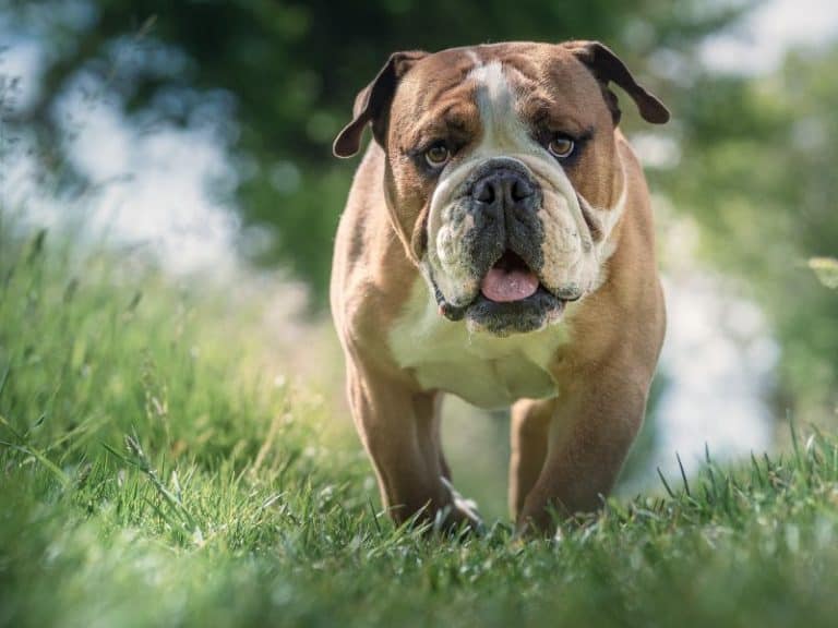 Top 20 Dumbest Dog Breeds