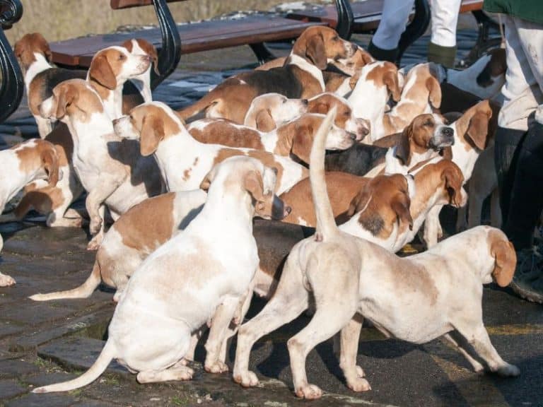 Why Do Beagles Howl?