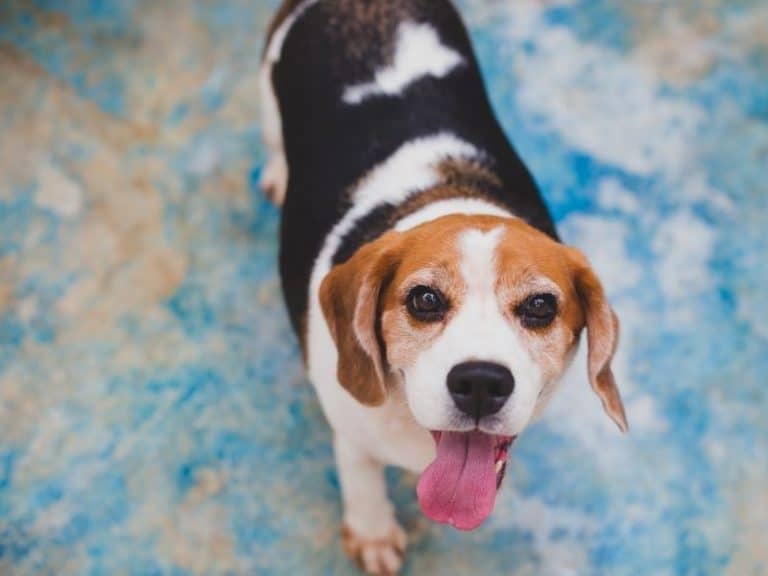 How Fast Can a Beagle Run? An Ultimate Guide