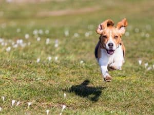 How Fast Can a Beagle Run? An Ultimate Guide