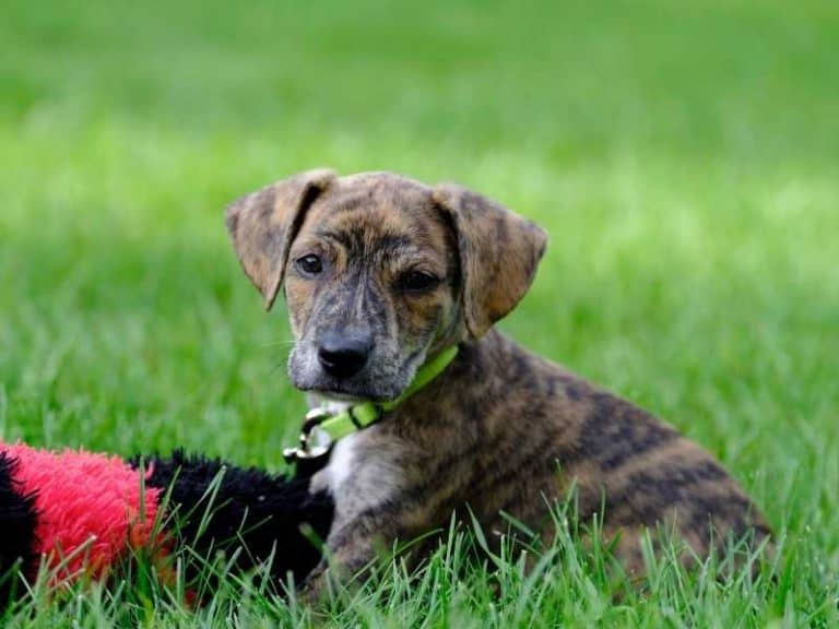 Beagle Dog Breed Information - My Beagle Buddy