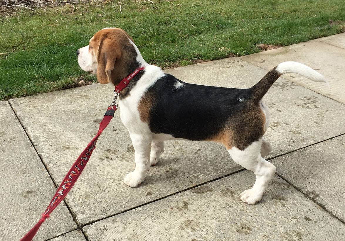 Discover the Adorable Beagle Poodle Mix - A Perfect Combo