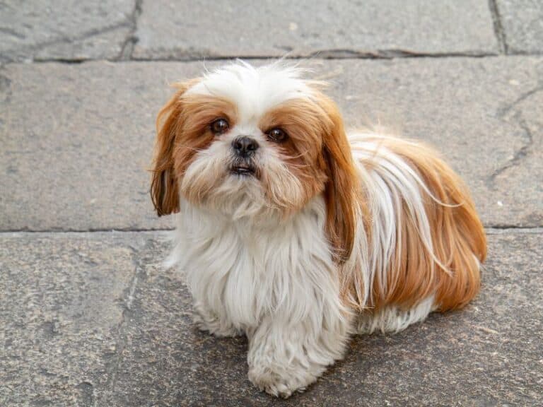 Beagle Shih Tzu Mix (Bea-Tzu): The Dog of Your Dreams
