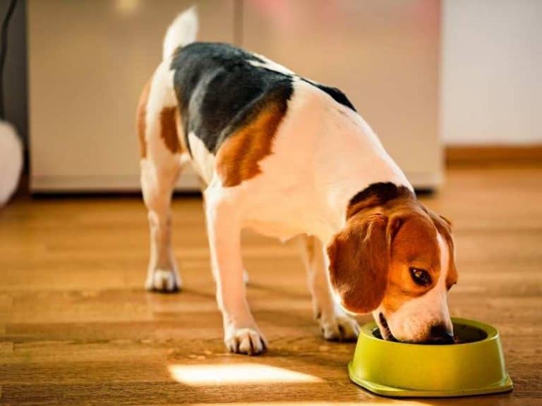 Beagle Life Span – How Long Do Beagles Live?