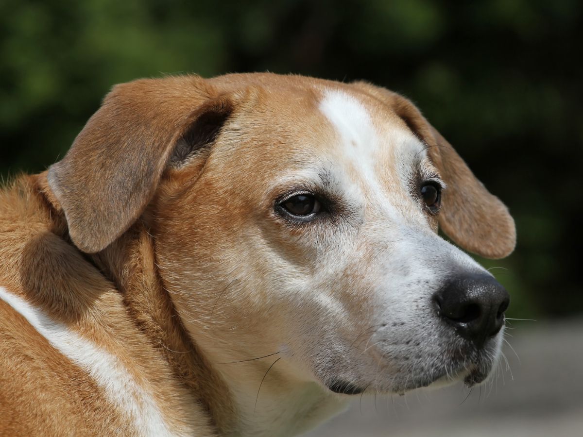 Beagle & Lab Mix (Beagador): Fun, Playful & Golden-hearted!