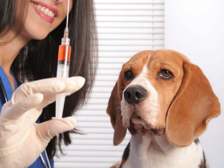 Beagle Dog Breed Information, Pictures, Characteristics & Facts