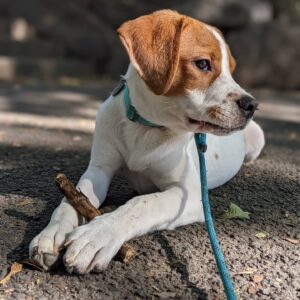 Beagle Pitbull Mix: Breed Information and Pictures