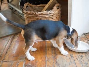 How Much Should a Beagle Eat? A Guide to Feeding Your Beagle
