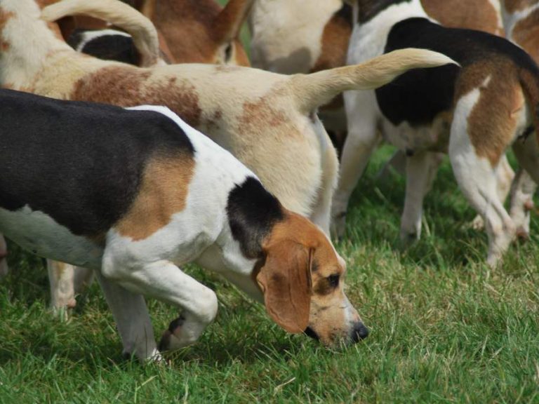 Are Beagles Better in Pairs? The Pros and Cons