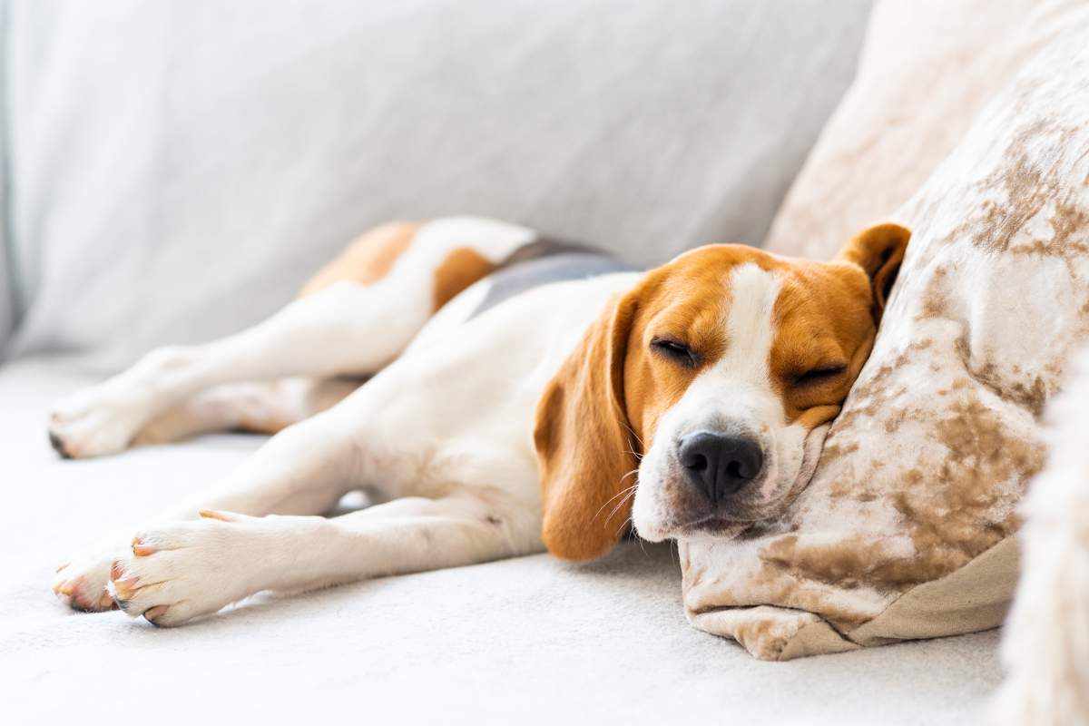 Do Beagles Sleep a Lot? Unraveling Beagle Sleep Habits