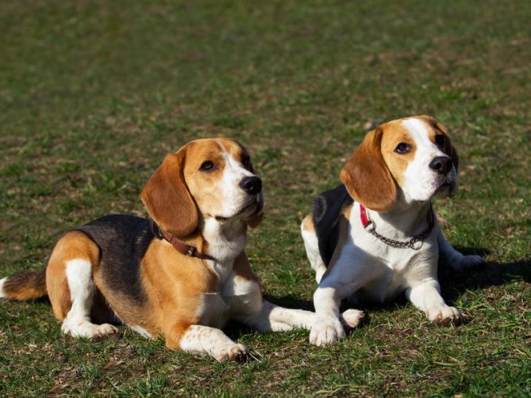 Beagle Pitbull Mix: Breed Information and Pictures