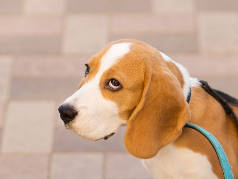 Identifying a Purebred Beagle - The Definitive Guide