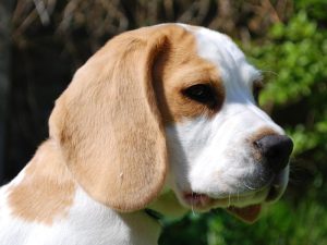 Understanding the American Kennel Club Breed Standard for Beagles