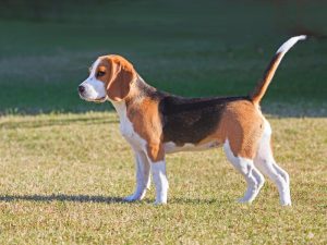 Beagle Behavior by Age and What Changes to Expect