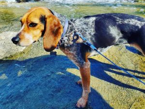 The Blue Tick Beagle - Pictures, Facts & Information